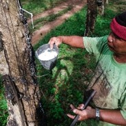 Steam Community :: Rubber Tapper Inheritance