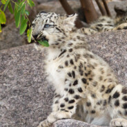 Steam Community :: Leopard