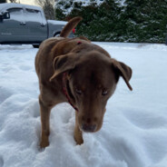 Steam Community :: Jade