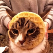 Steam Community :: Jarbeefis