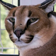 Steam Community :: Floppa