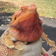 Steam Community :: Chonky Lizard