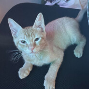 Steam Community :: Nacho Gispacho