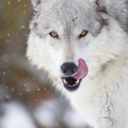 Steam Community :: wolf