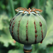 Steam Community :: Opium