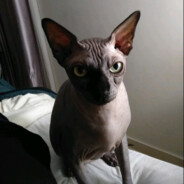 Steam Community :: yippee