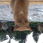 Steam Community :: Raging_Fireball