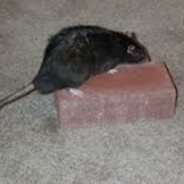 Steam Community :: Rat Brick