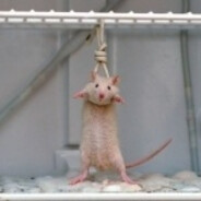 Steam Community :: Caleb