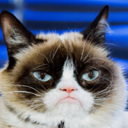 Steam Community :: Grumpy Cat