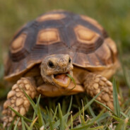 Steam Community :: Turtle