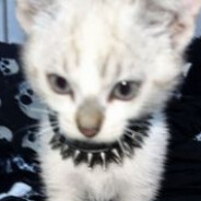 Steam Community :: clipbot