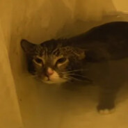 Steam Community :: Mleb