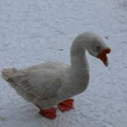 Steam Community :: sad goose