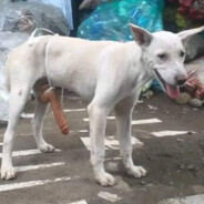 Steam Community :: Teneron