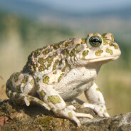 Steam Community :: zaba zabijak