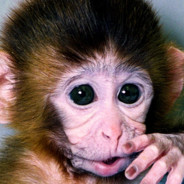 Steam Community :: Monke