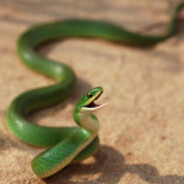 Steam Community :: Jakey Snakey