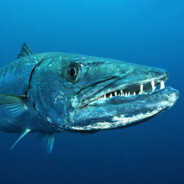 Steam Community :: |R2| шкэдо