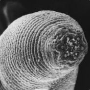 Steam Community :: Halicephalobus mephisto