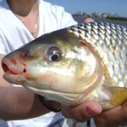 Steam Community :: Boga