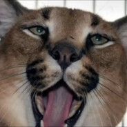 Steam Community :: FLOPPA