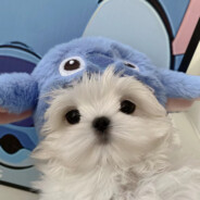 Steam Community :: QingY