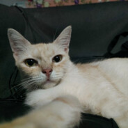 Steam Community :: Grumpy_Loki