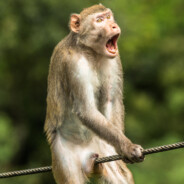 Steam Community :: Turkish Monkey