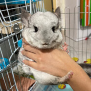 Steam Community :: Meow2