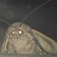 Steam Community :: The Moth King