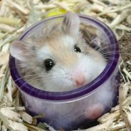 Steam Community :: hambil