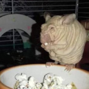 Steam Community :: Skrunky