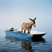 Steam Community :: Sea Donkey