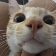 Steam Community :: Con Meof