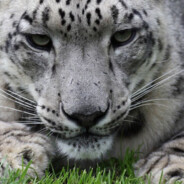 Steam Community :: Snow leopard