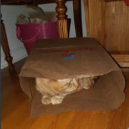 Steam Community :: DeBob