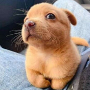 Steam Community :: fent fiend