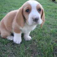 Steam Community :: Perro Motor