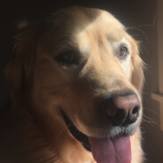 Steam Community :: Discombobulator