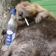 Steam Community :: Bober Kurwa