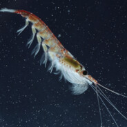 Steam Community :: Krillz