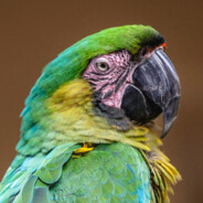 Steam Community :: Endangered Alcoholic Mann-Bird