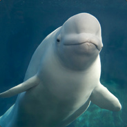 Steam Community :: beluGa