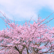 Steam Community :: Group :: Sakura‐桜