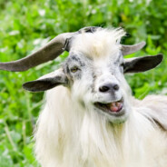 Steam Community :: CHVK REDAN