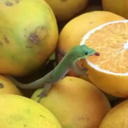 Steam Community :: hyyhh