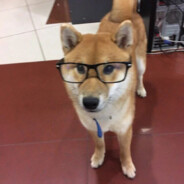 Steam Community :: Mr.Doge