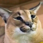 Steam Community :: Floppa