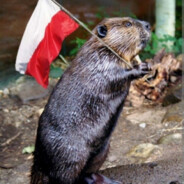 Steam Community :: bober_kurwa!!!